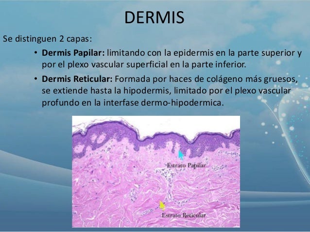 Estructura Basica y Función de la Piel