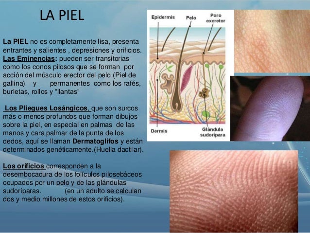Estructura Basica y Función de la Piel