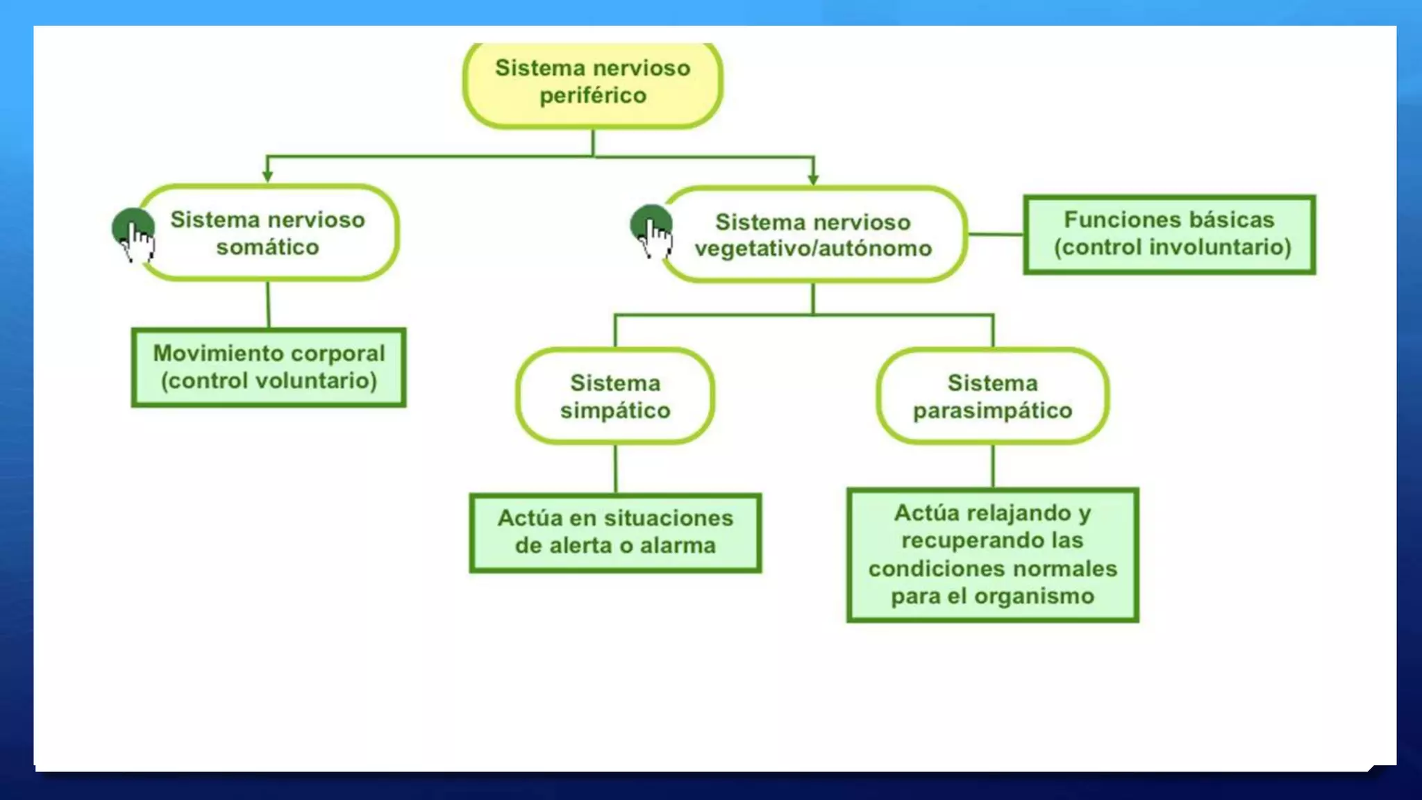 Estructura basica y funcion del sistema nervioso | PPT