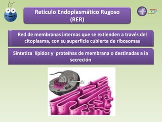 Estructura celular | PPTX