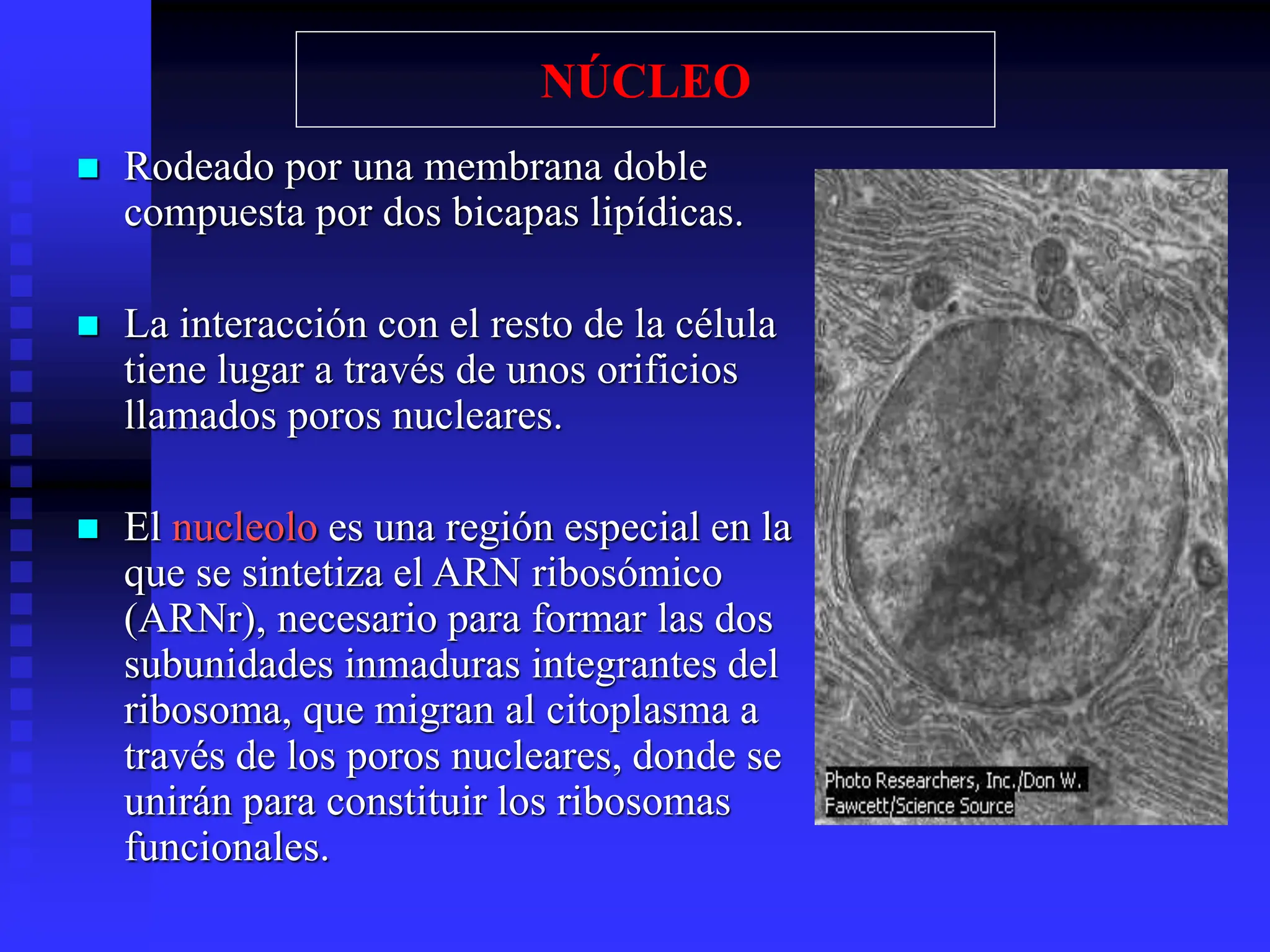 ESTRUCTURA CELULAR., (nucleo y nucleolo) | PPT