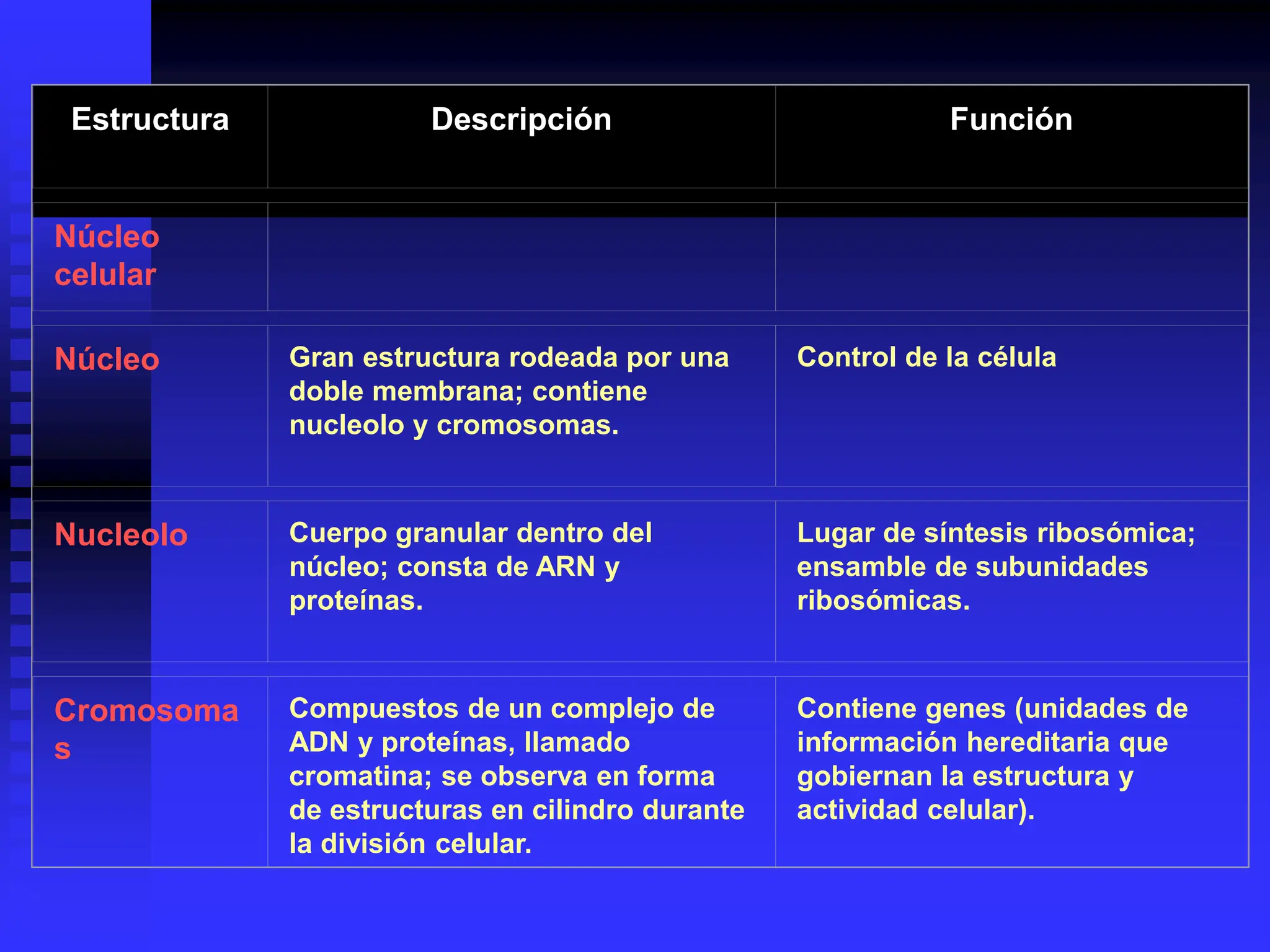 ESTRUCTURA CELULAR., (nucleo y nucleolo) | PPT