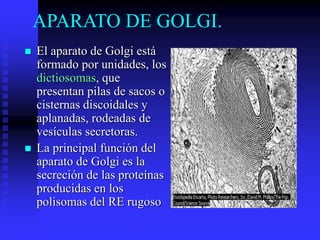 ESTRUCTURA CELULAR., (nucleo y nucleolo) | PPT
