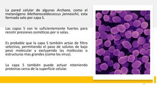 Estructura Celular Bacteriana microbiología | PDF