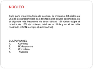 Ppt Caractersticas Del Nucleoplasma Powerpoint