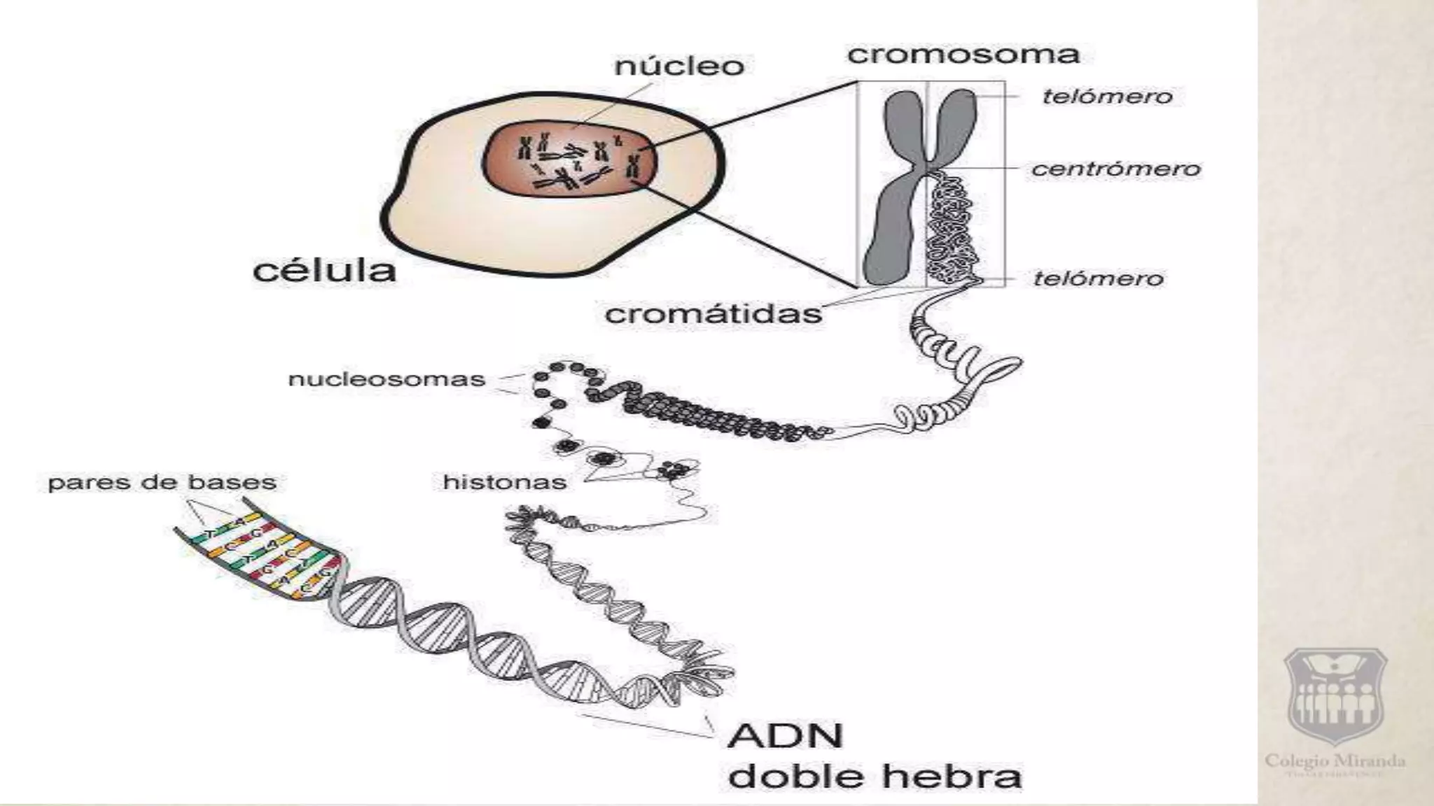 Estructura de adn y funcion | PPT