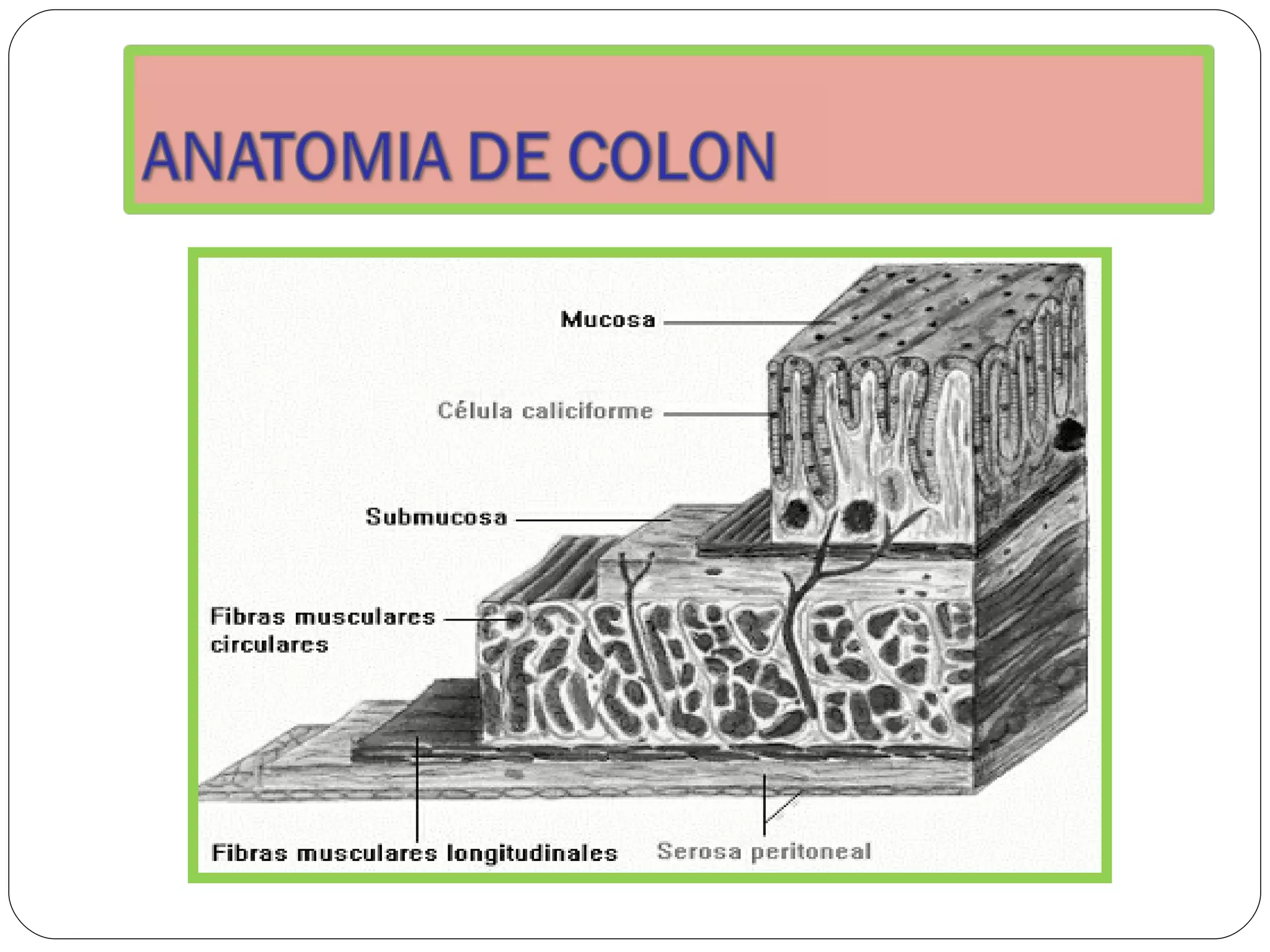 Estructura de colon | PPT