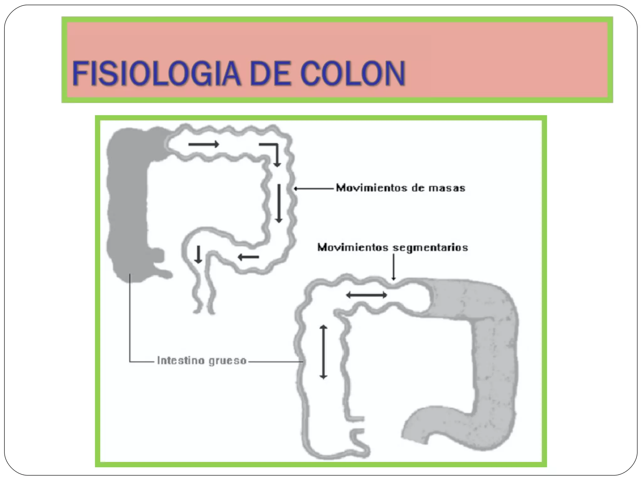 Estructura de colon | PPT