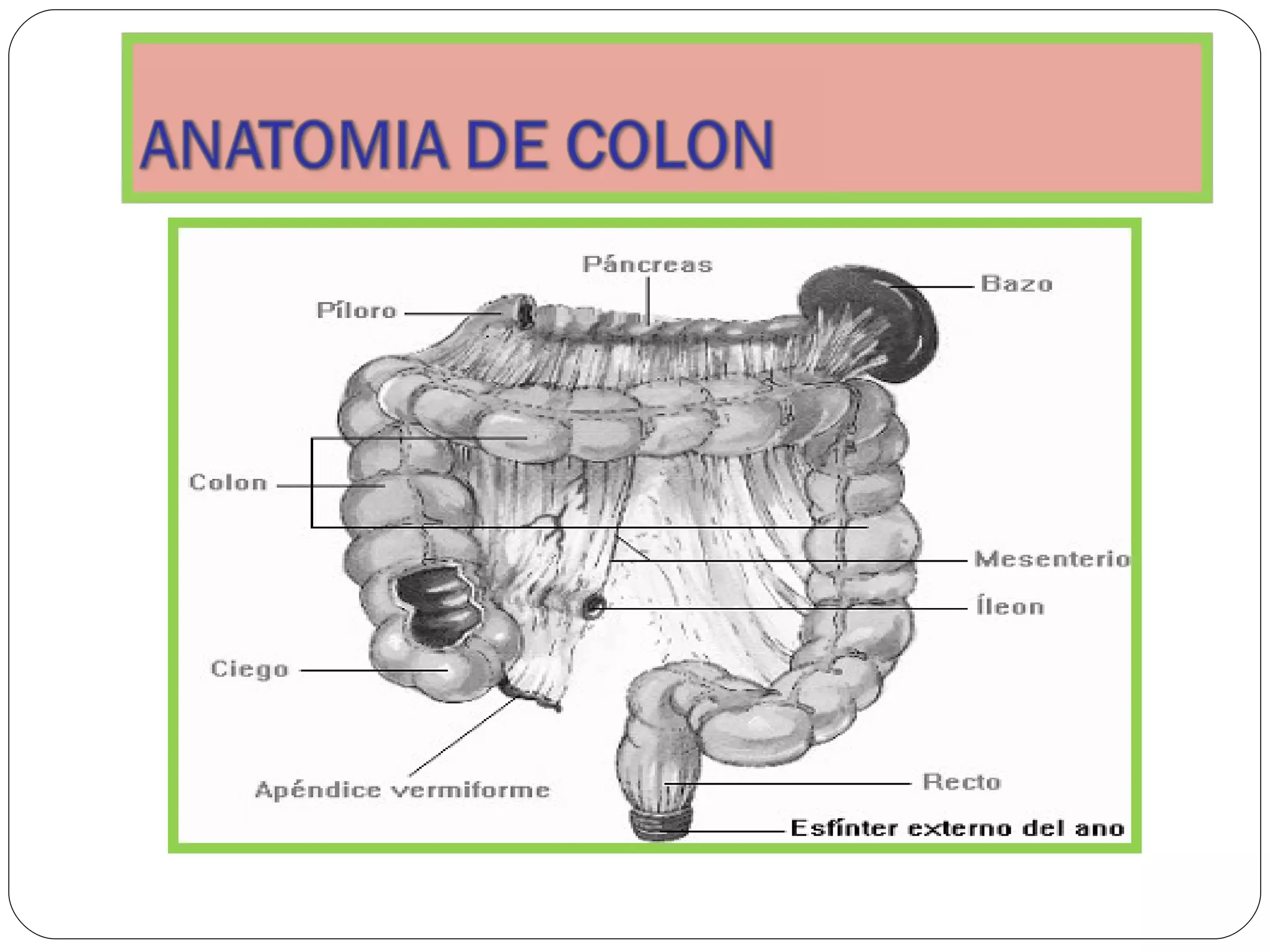 Estructura de colon | PPT