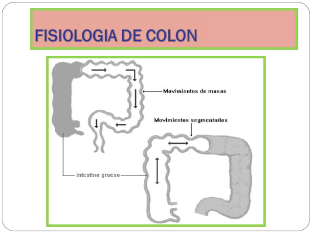 Estructura de colon | PPT