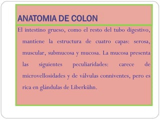 Estructura de colon | PPT