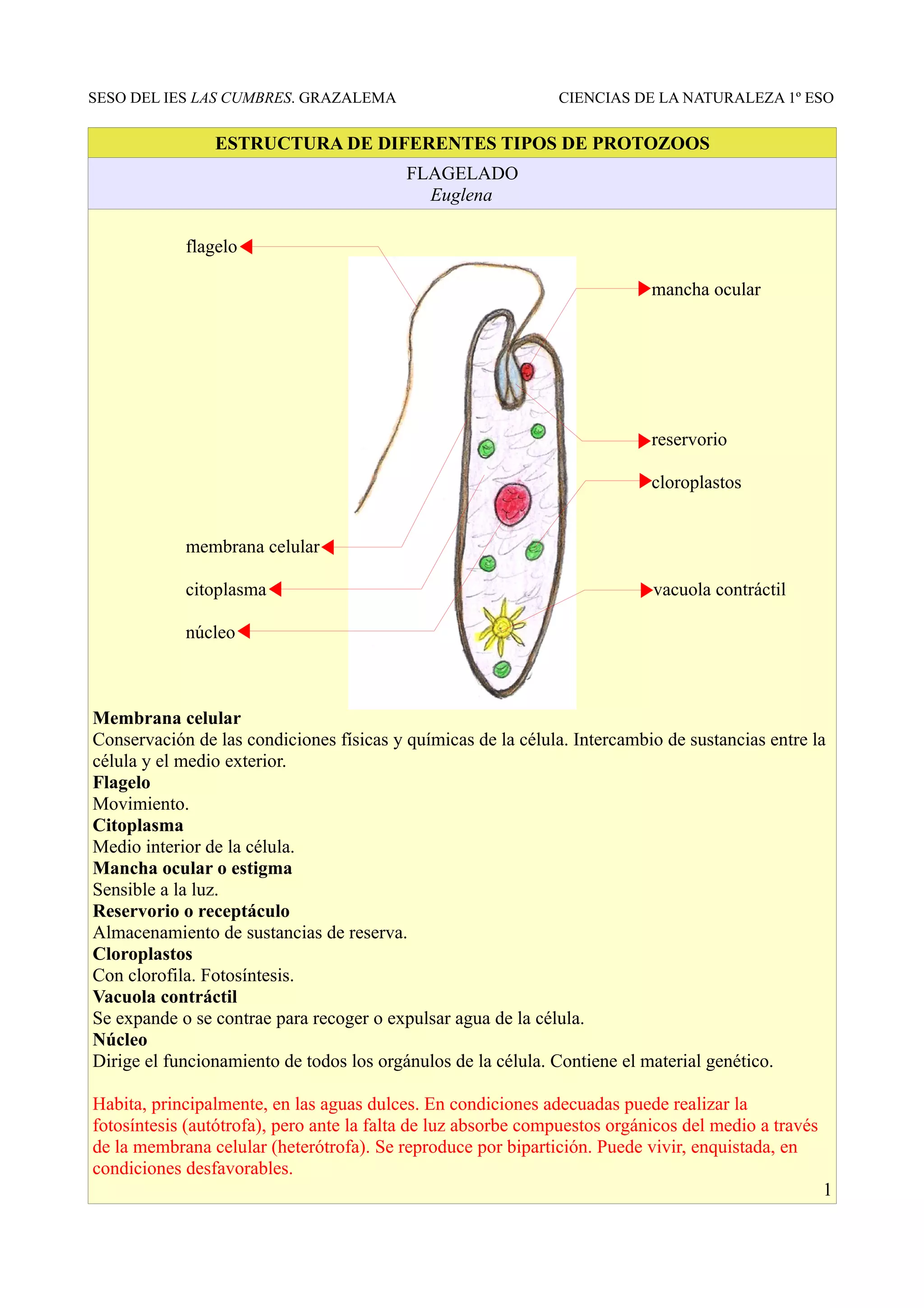 Estructura de diferentes tipos de protozoos | ODT