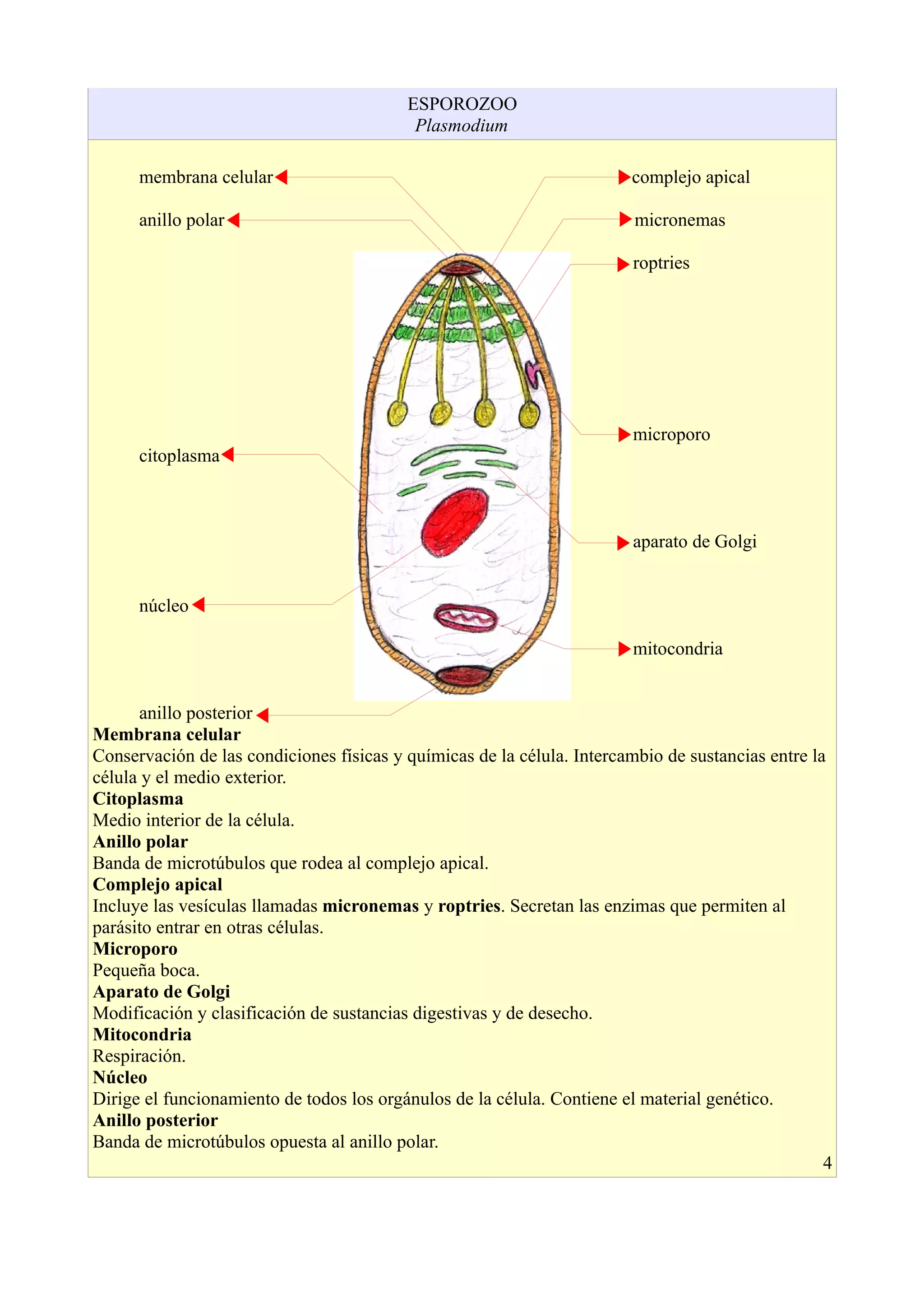 Estructura de diferentes tipos de protozoos | ODT