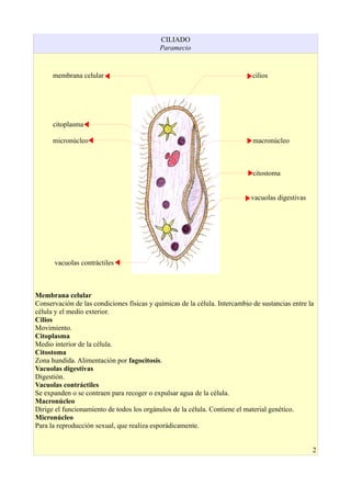 Estructura de diferentes tipos de protozoos | ODT
