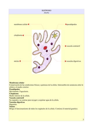 Estructura de diferentes tipos de protozoos | ODT