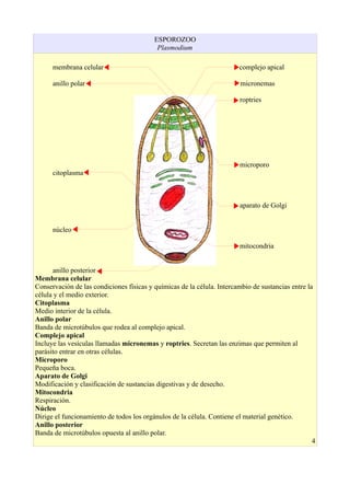 Estructura de diferentes tipos de protozoos | ODT