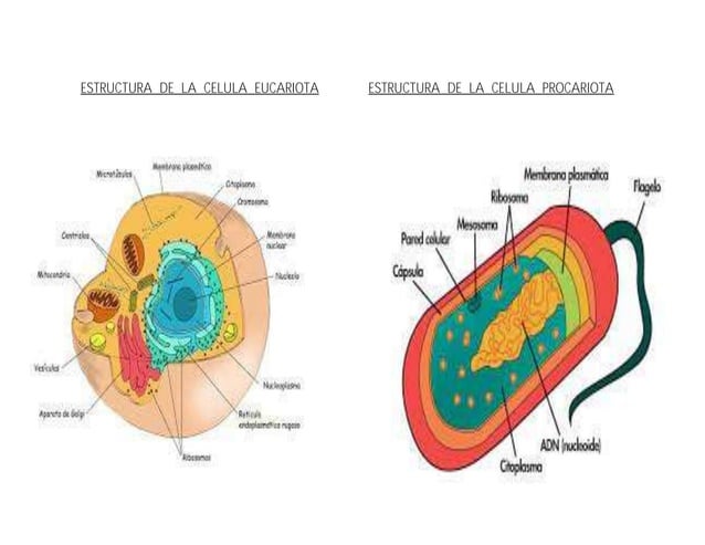 Estructura de la célula eucariota y procariota | PPT