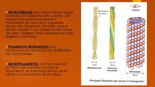Estructura de la_celula_eucariota_vegetal (1) | PPT