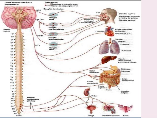 Estructura de la división simpática y parasimpatica