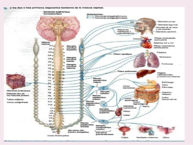Estructura de la división simpática y parasimpatica