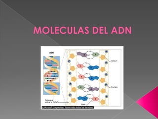 Estructura Del Adn | PPTX