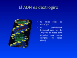 Estructura del ADN | PPT