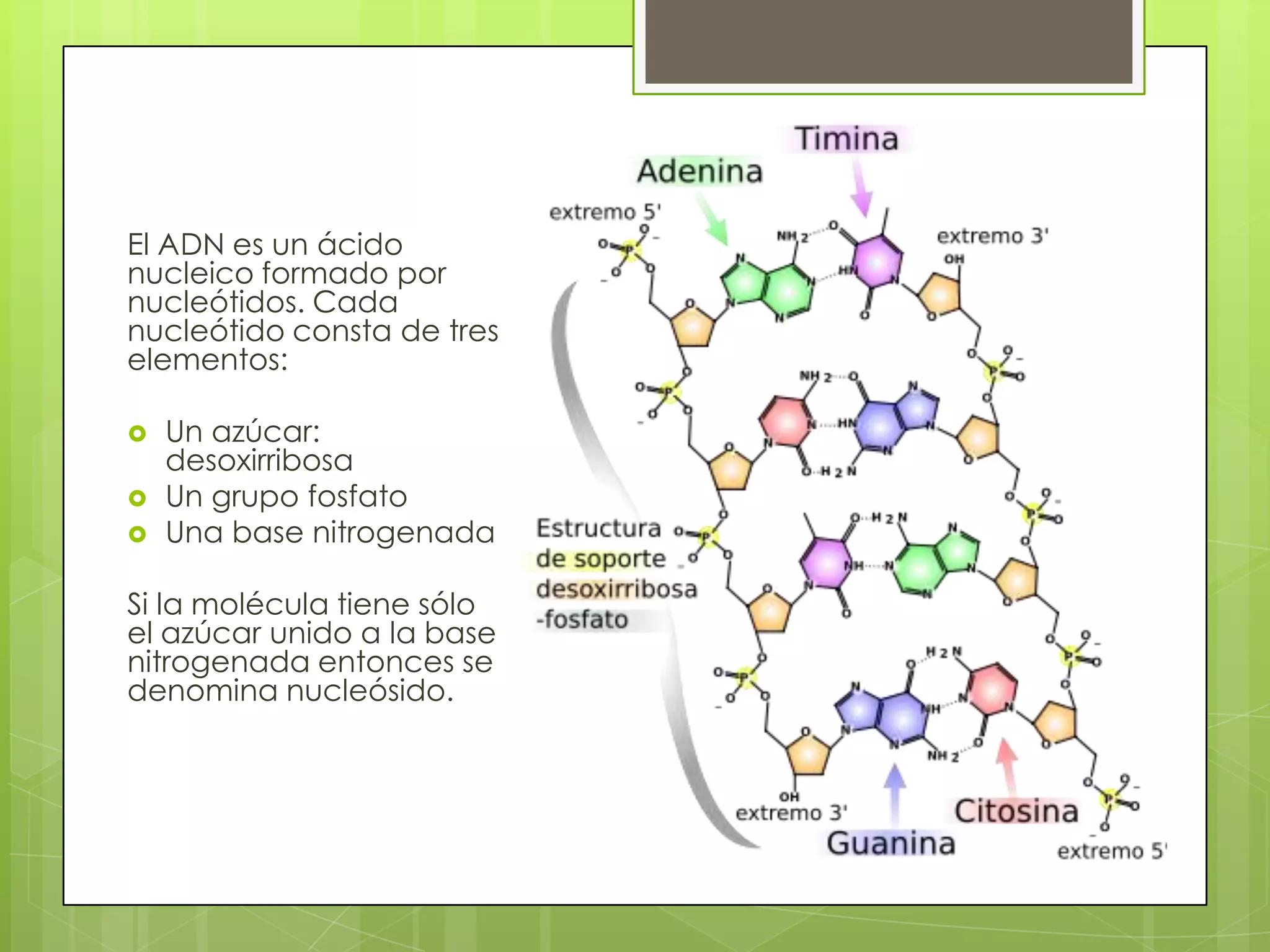 Estructura del adn | PPTX | Biological Sciences | Science