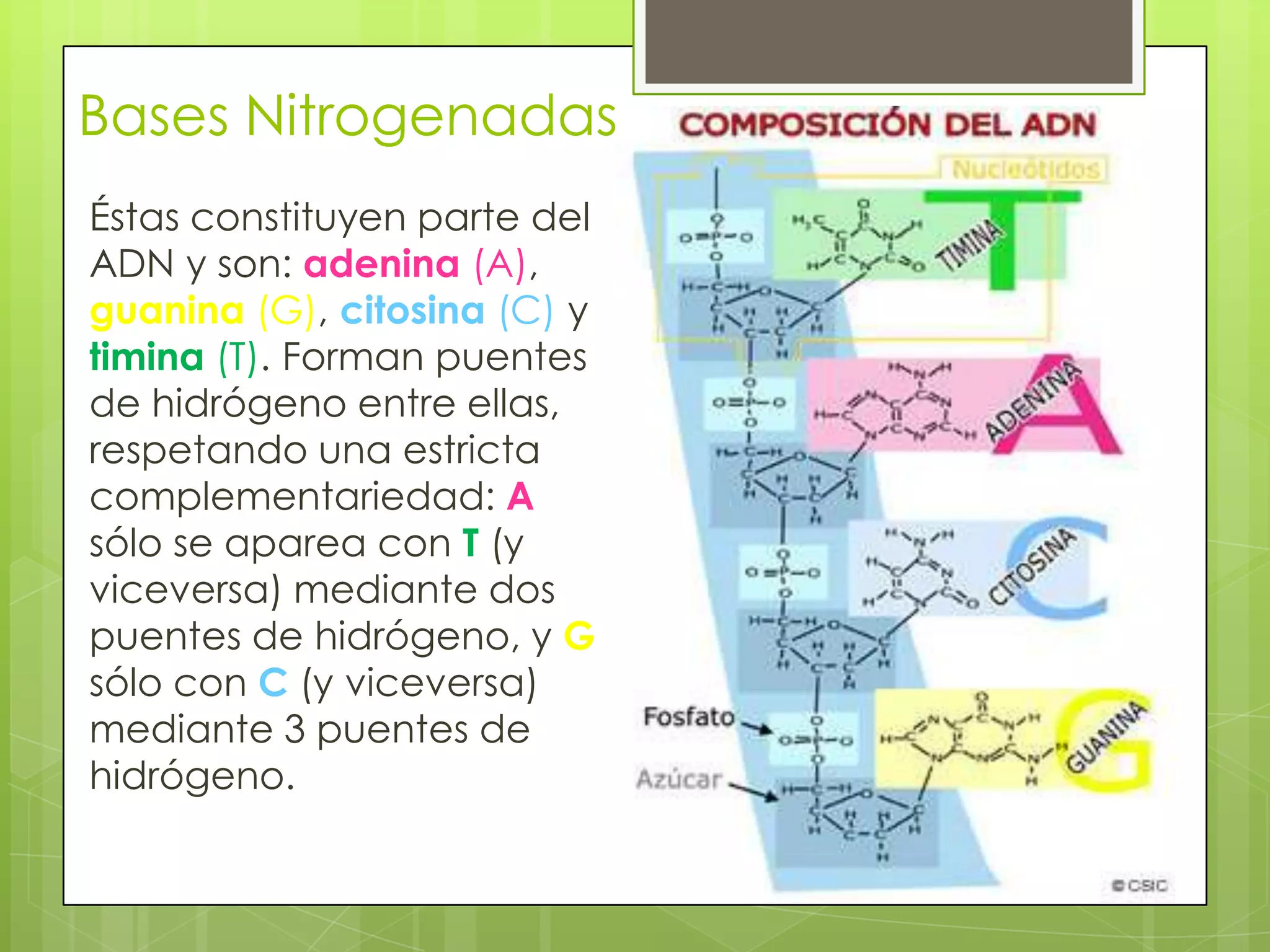 Estructura del adn | PPTX | Biological Sciences | Science