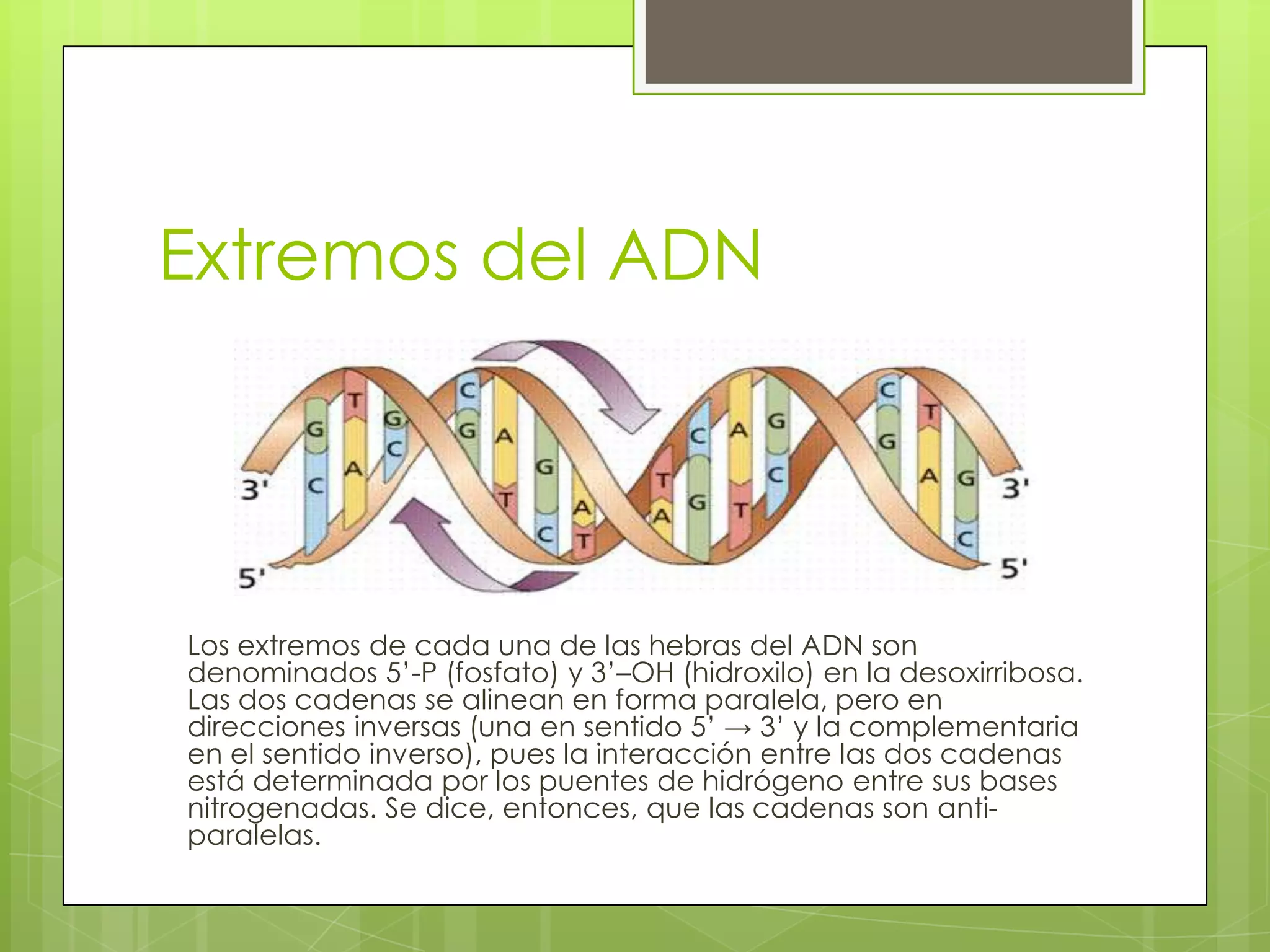 Estructura del adn | PPTX | Biological Sciences | Science