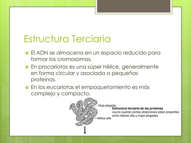 Estructura del adn | PPTX | Biological Sciences | Science