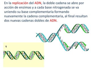 Estructura del ADN. | PPTX