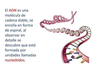 Estructura del ADN. | PPTX