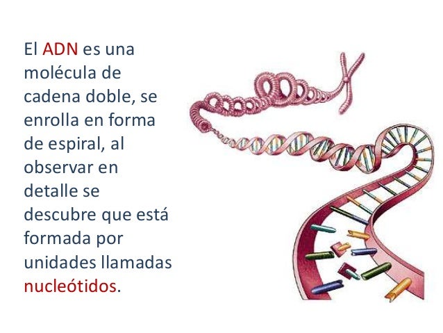 Estructura Del Adn