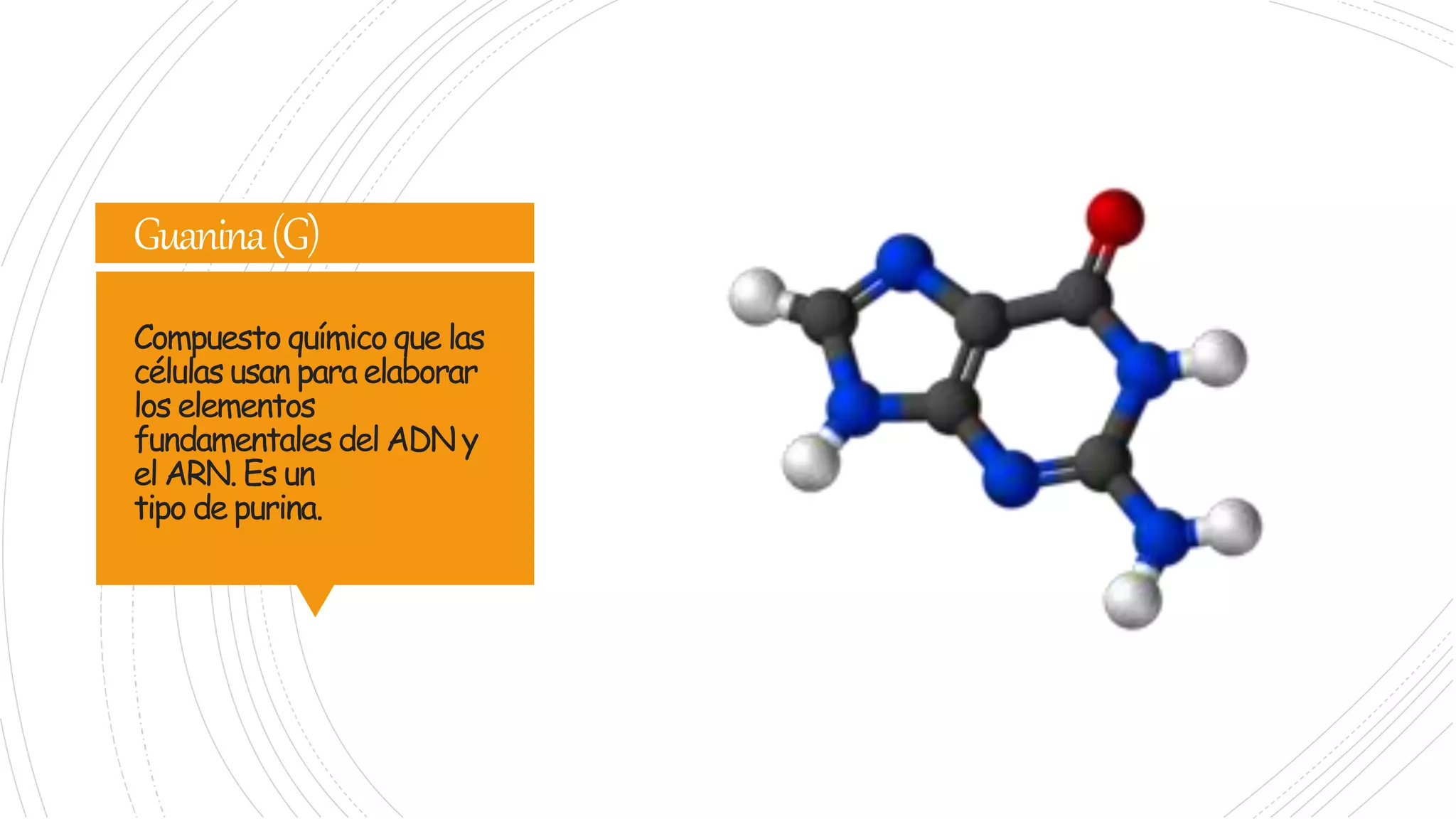 Estructura del ADN..pptx