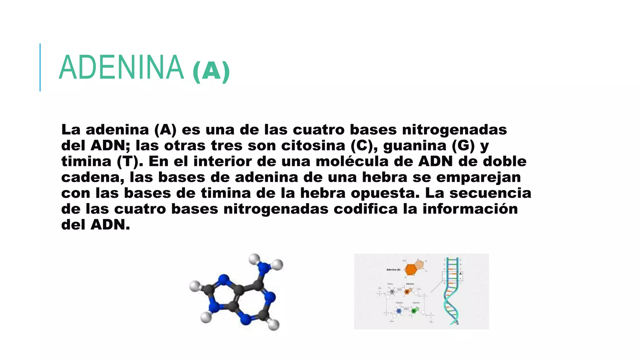 ESTRUCTURA DEL ADN.pptx
