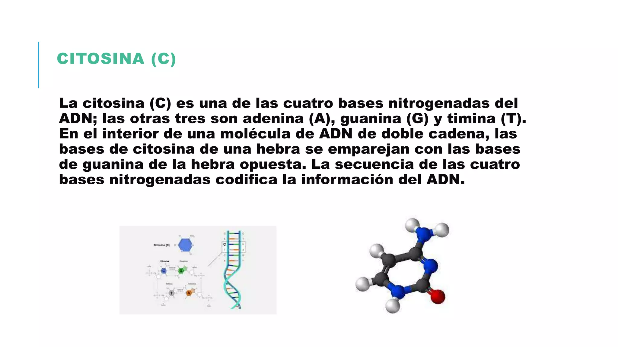 ESTRUCTURA DEL ADN.pptx