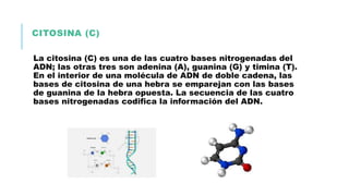 ESTRUCTURA DEL ADN.pptx