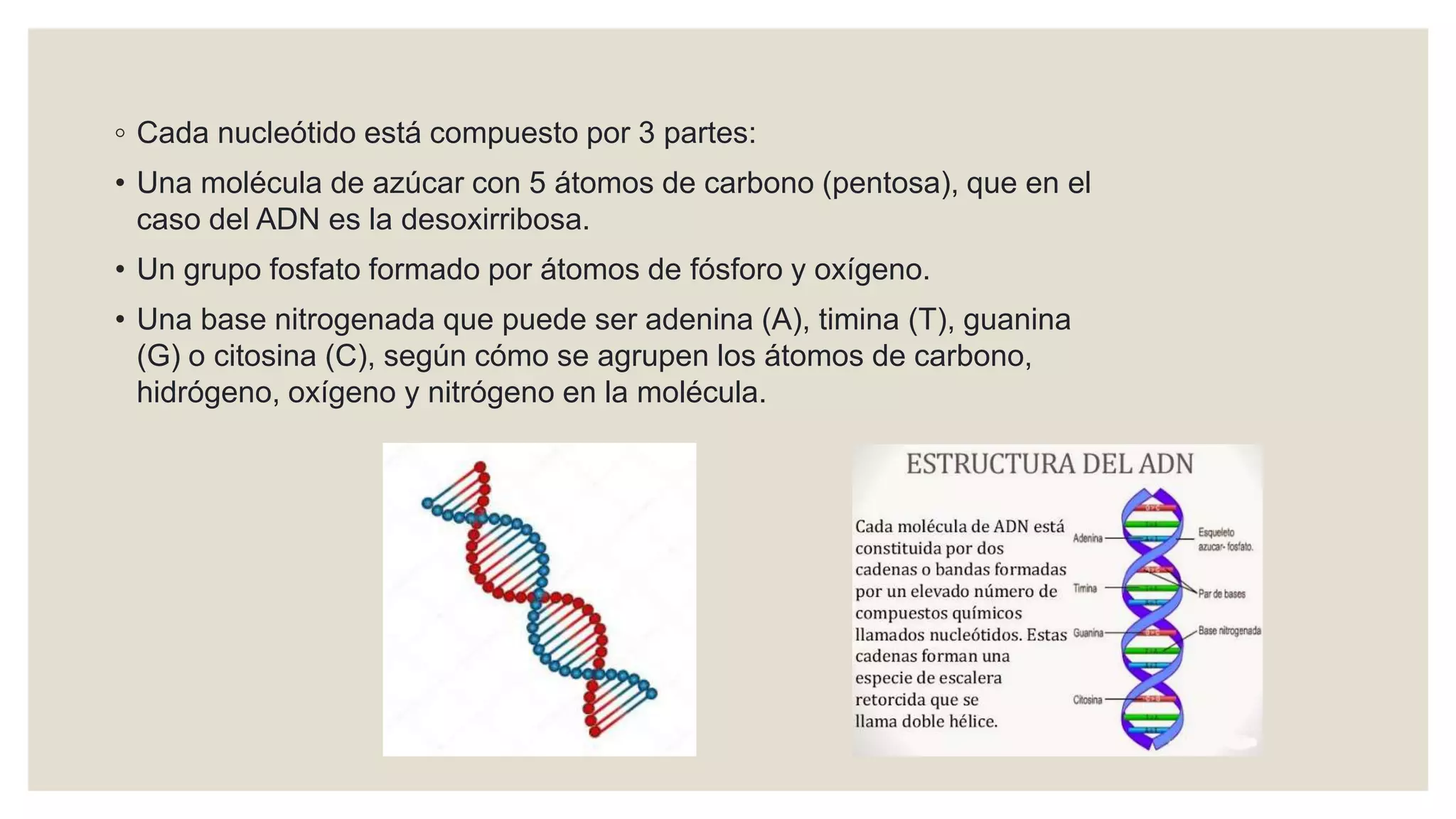 ESTRUCTURA DEL ADN.pptx