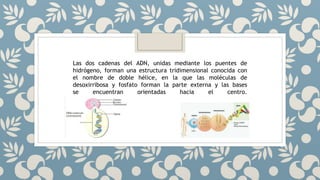 ESTRUCTURA DEL ADN.pptx