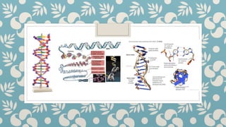 ESTRUCTURA DEL ADN.pptx