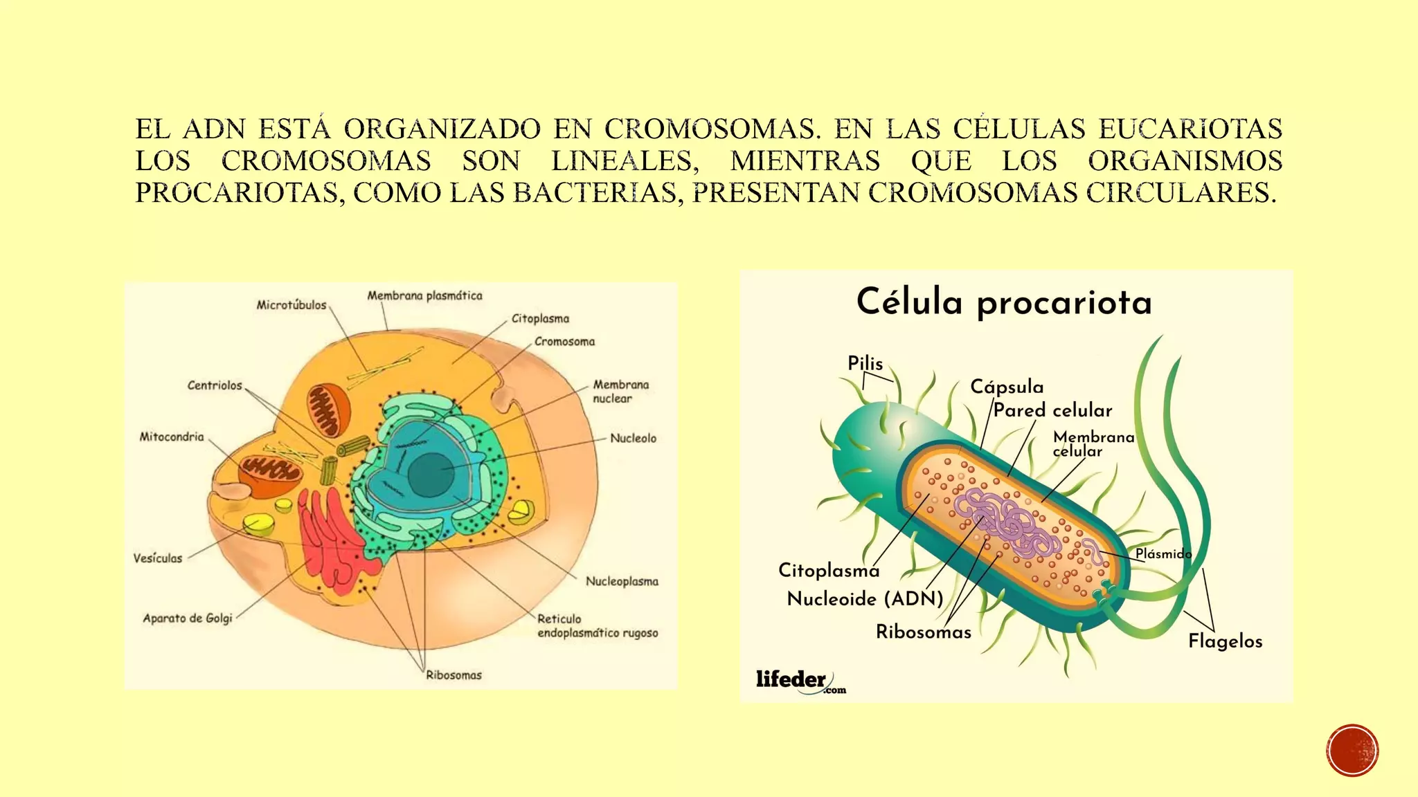 Estructura del ADN.pdf