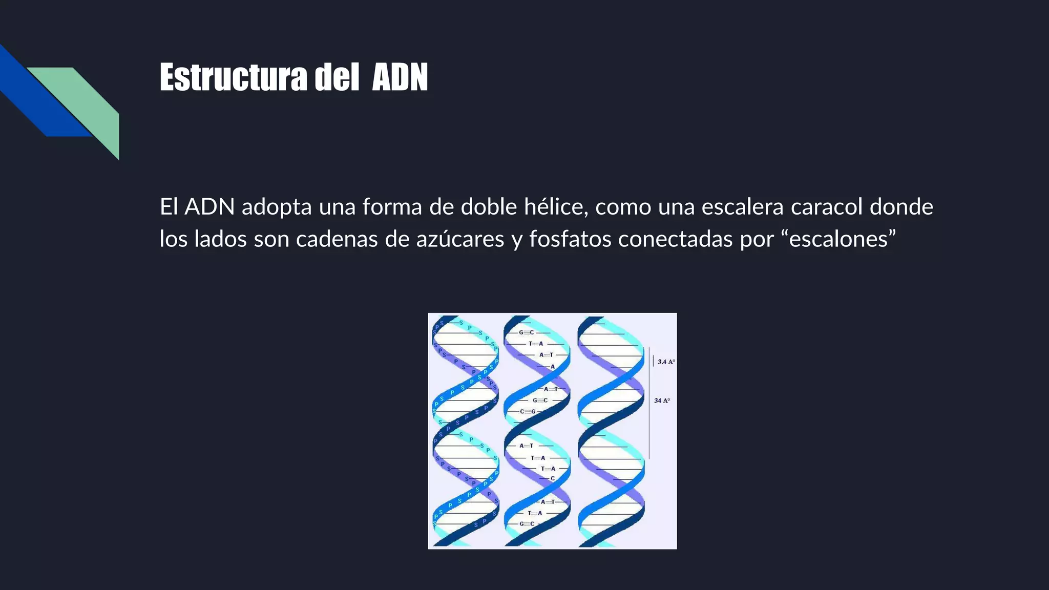 Estructura del ADN | PPT