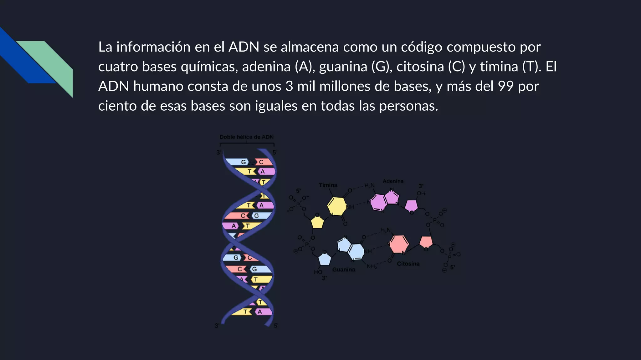 Estructura del ADN | PPT