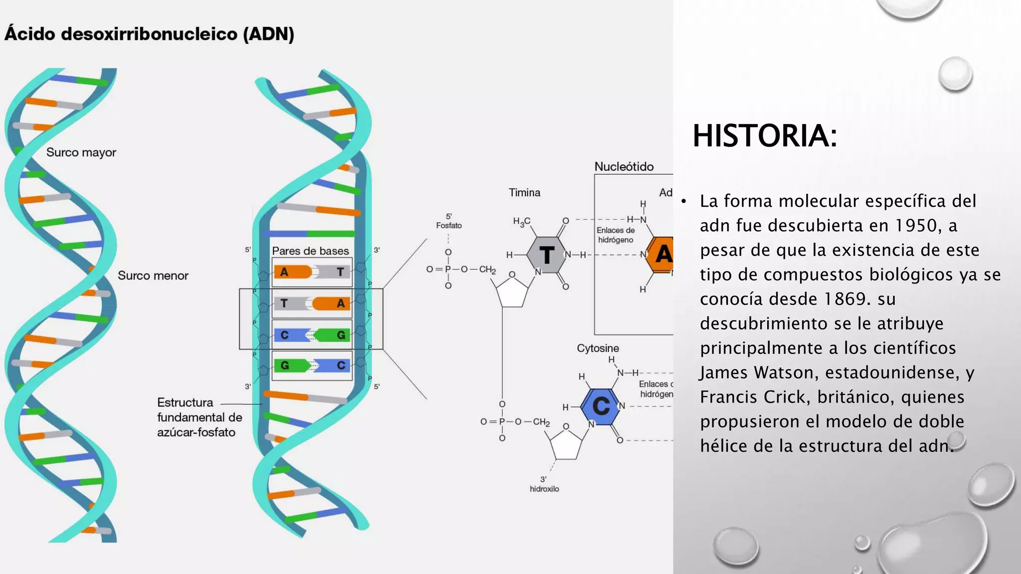 Estructura del ADN por Maria Gracia.pptx