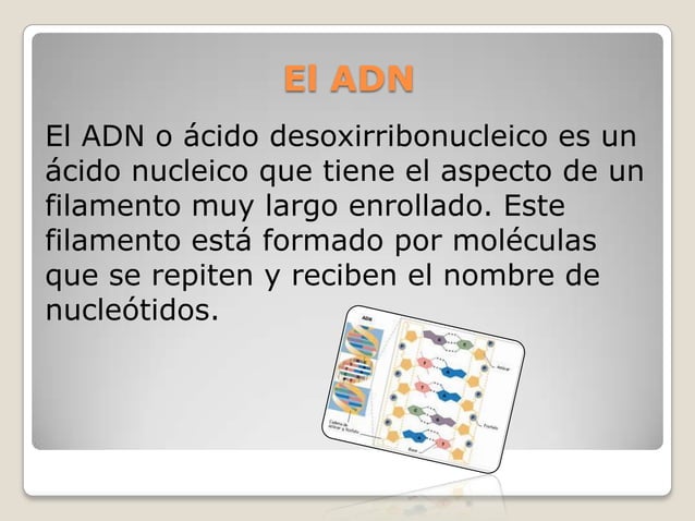 Estructura del adn y del arn | PPTX | Genetics | Science