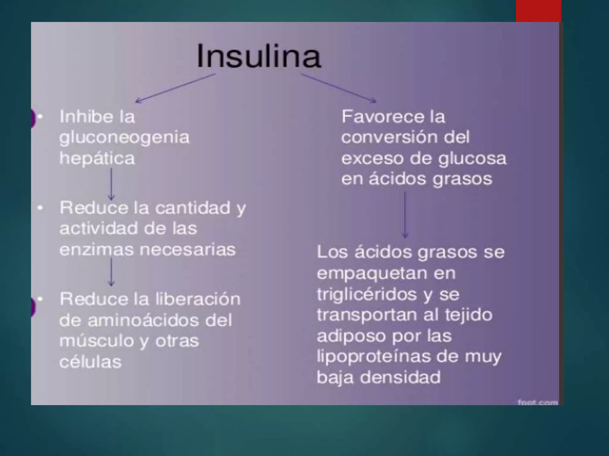 Estructura de la insulina | PPTX