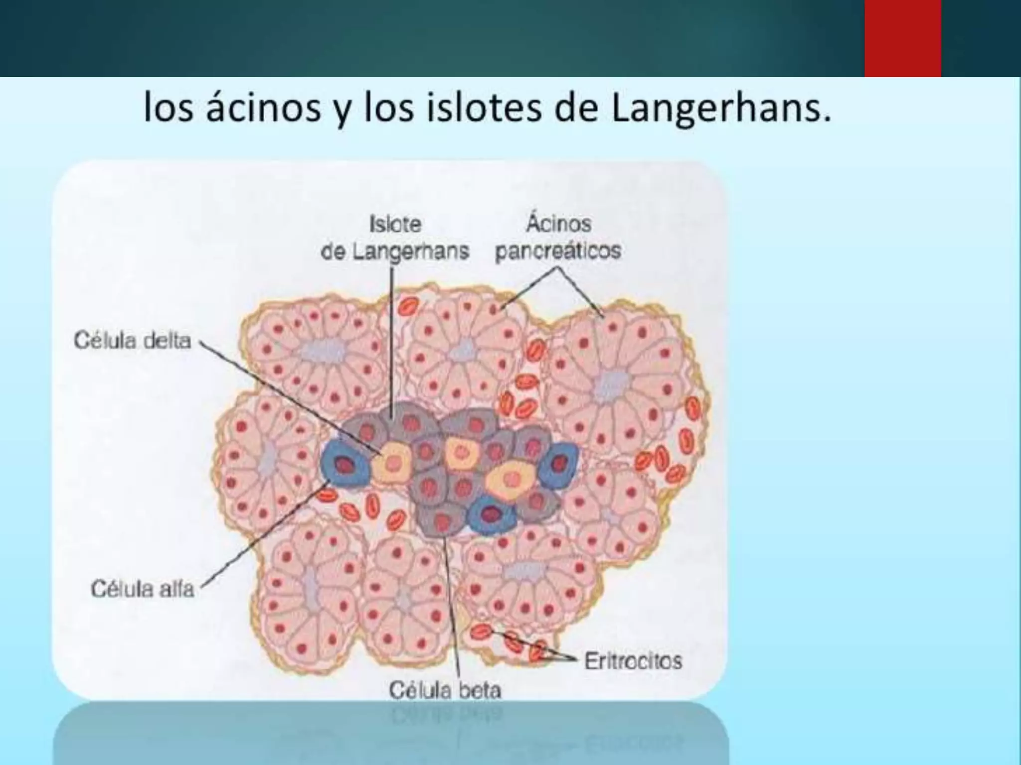 Estructura de la insulina | PPTX