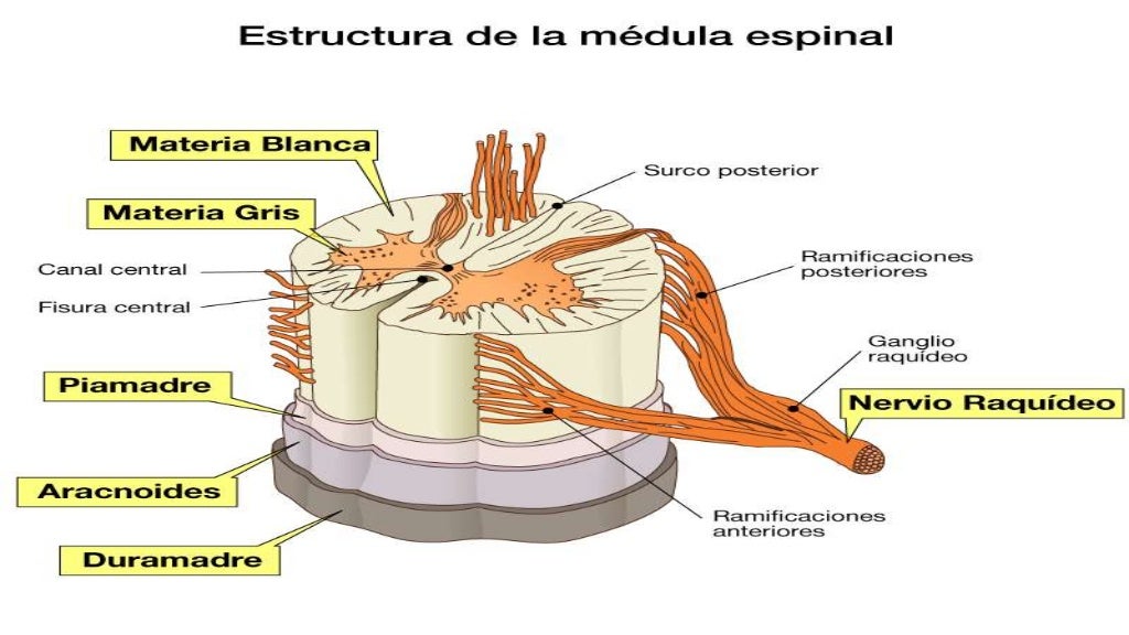 Estructura de la medula espinal