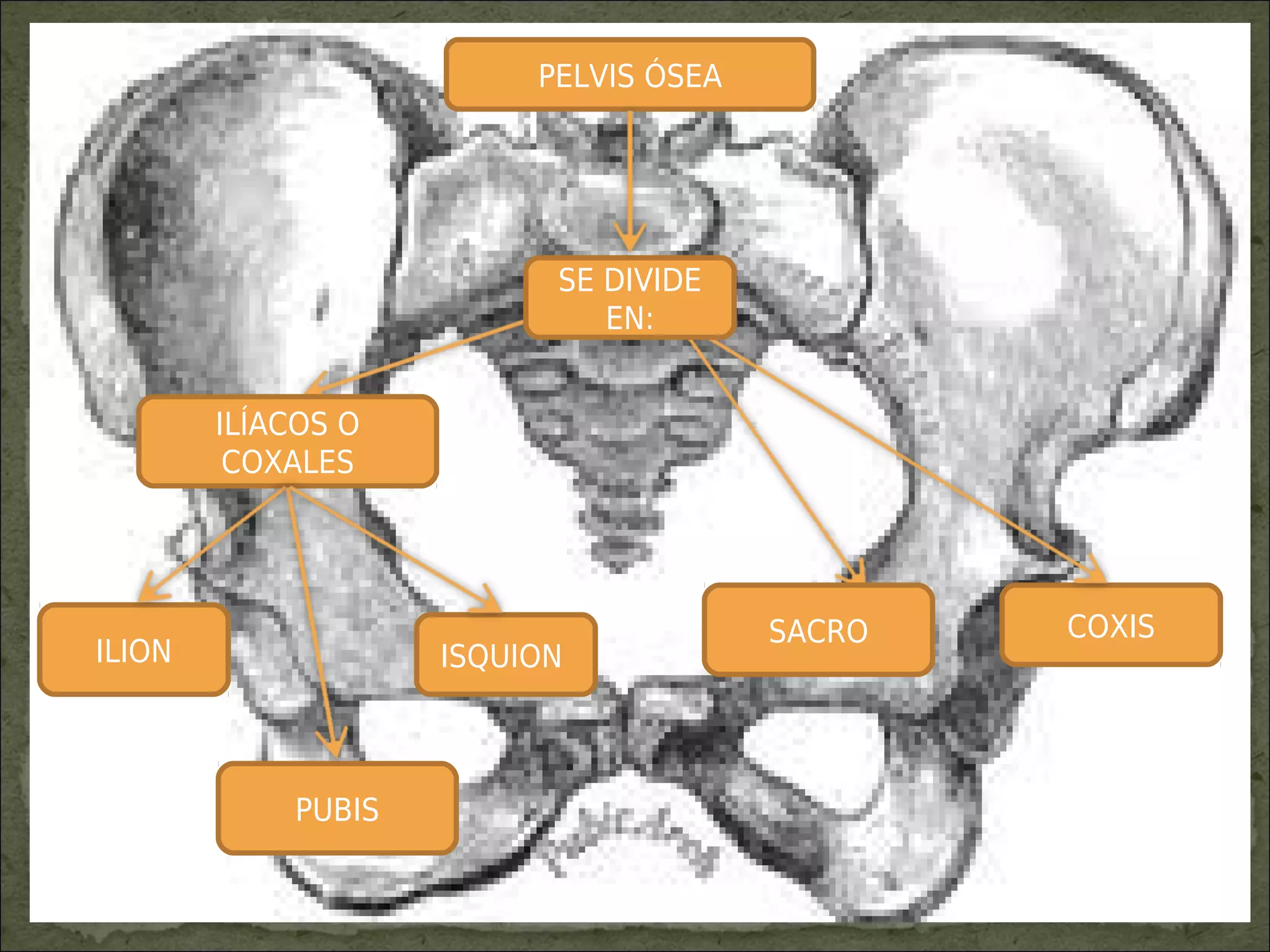 Estructura de la pelvis ósea, forma y | PDF