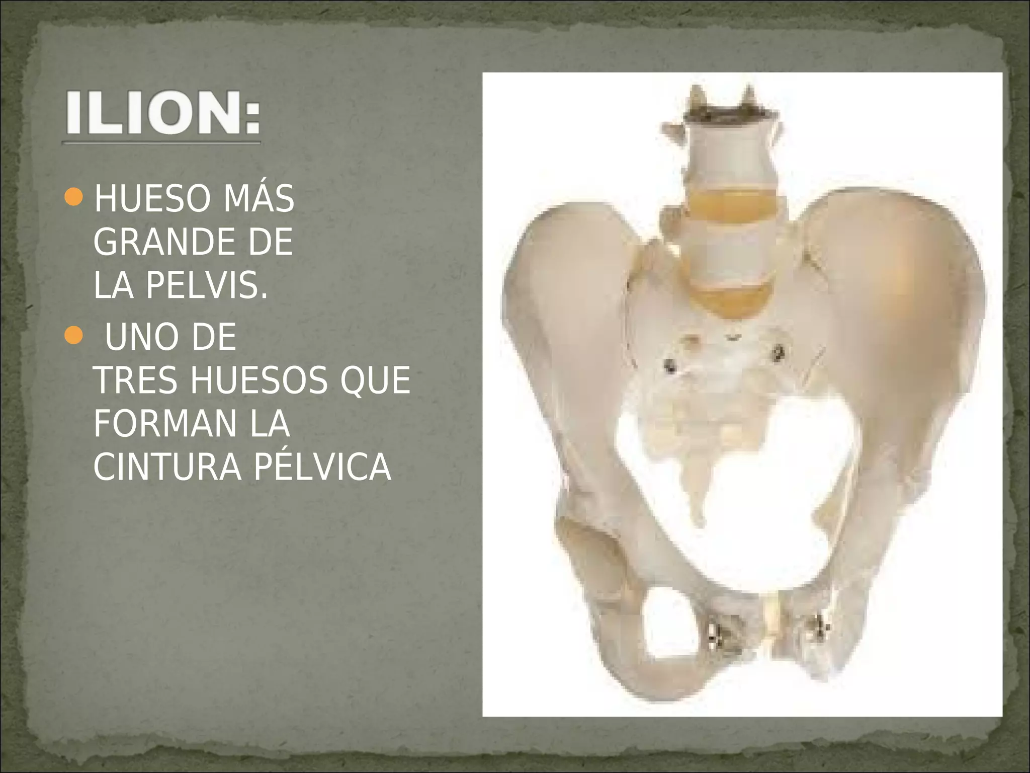 Estructura de la pelvis ósea, forma y | PPT
